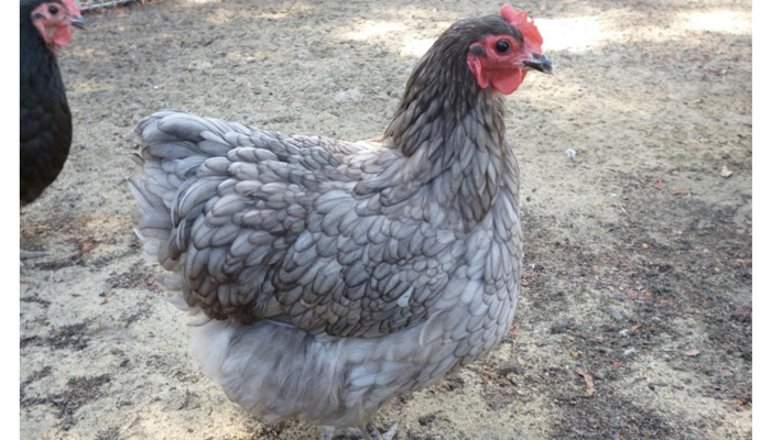 Chick & Duck Pre-Order Form - Benedict's Home and Garden