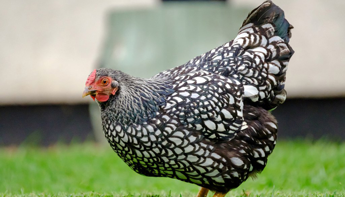 Chick & Duck Pre-Order Form - Benedict's Home and Garden